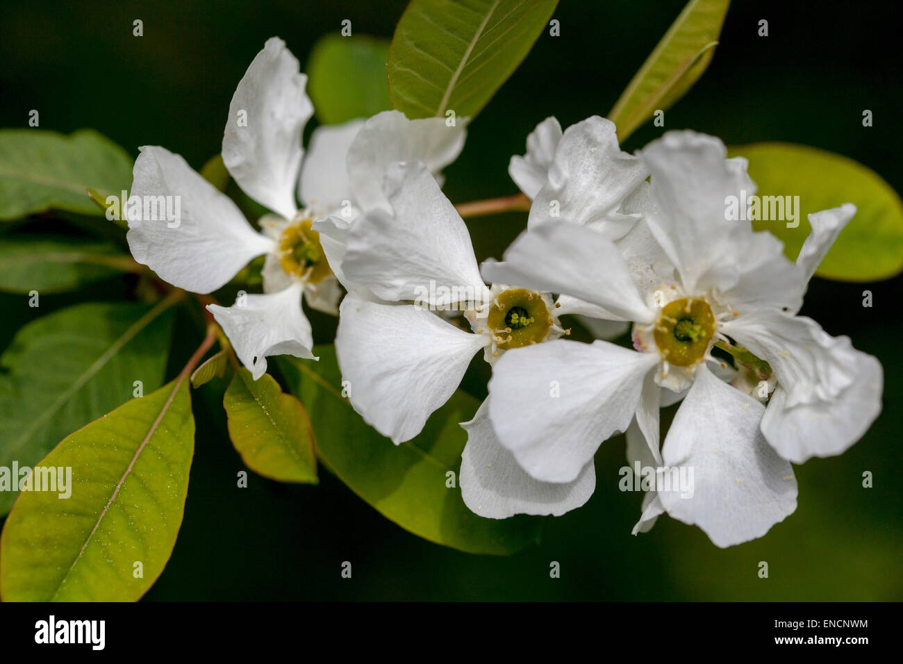 Albertii hi-res stock photography and images - Alamy