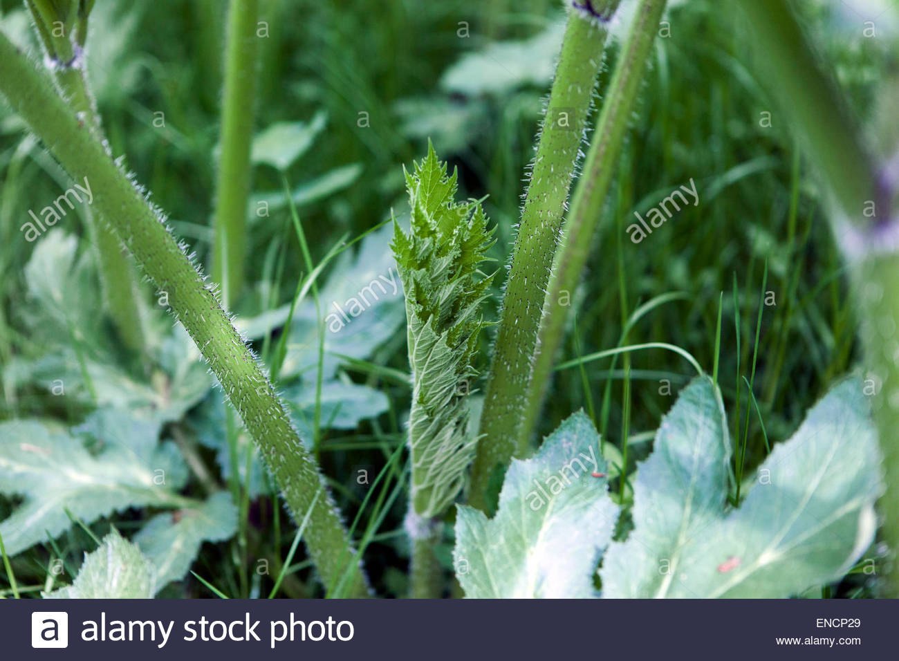 Giant Hogweed Heracleum Mantegazzianum Stock Photos & Giant Hogweed ...
