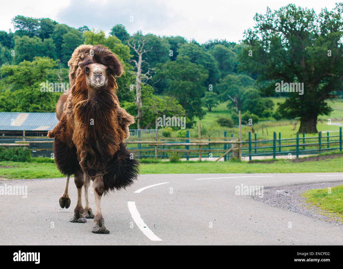 A flamboyant Bactrian camel walking/striding down a concrete road ...