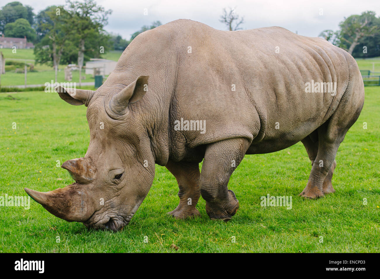 A Southern white rhino (two-horned, grey rhinoceros) nibbling on a ...