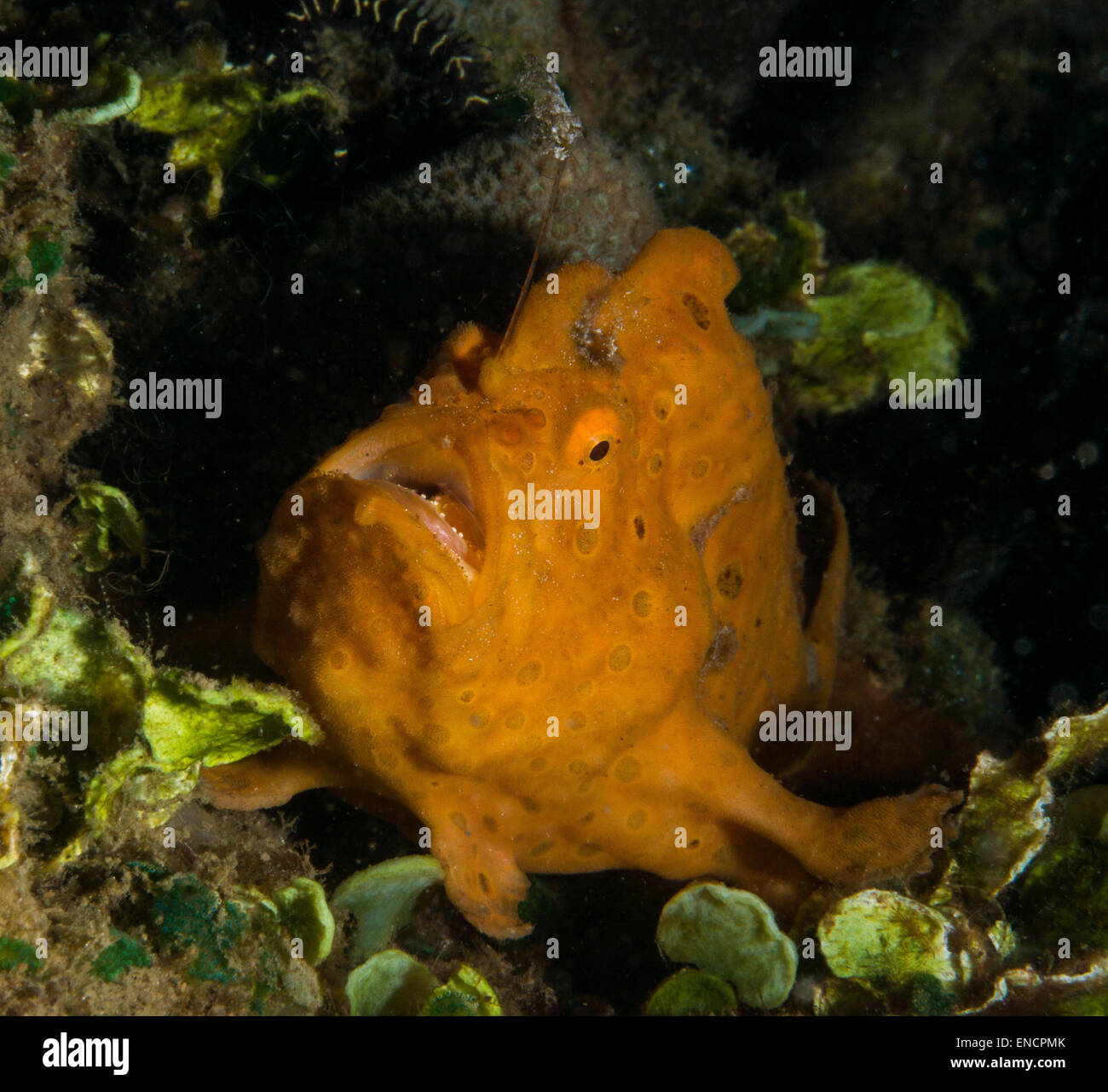 Yellow painted frogfish on a coral Stock Photo - Alamy