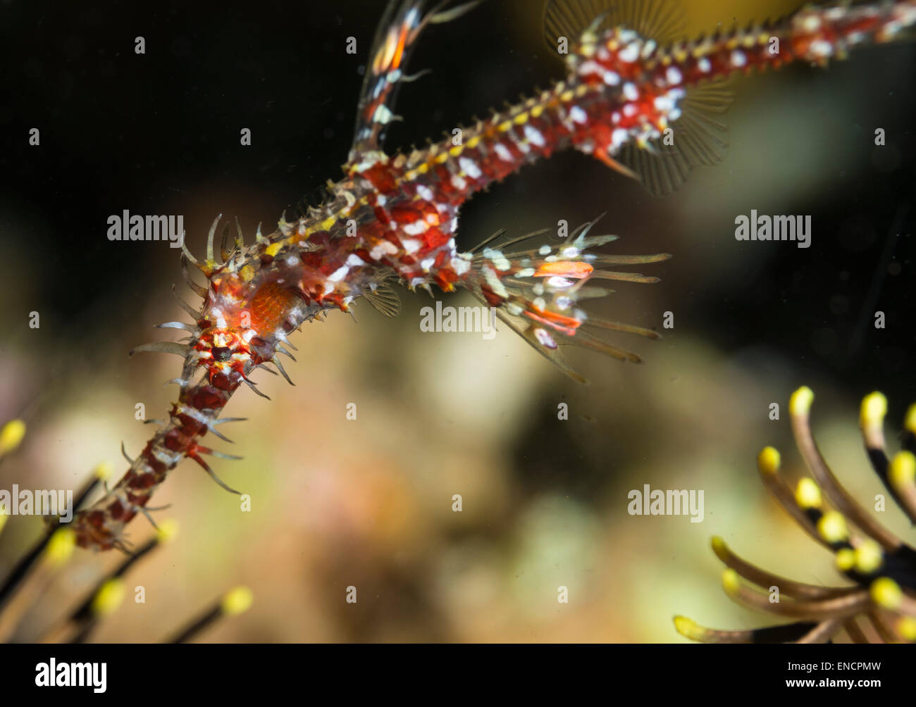 Ghostpipefish hi-res stock photography and images - Alamy