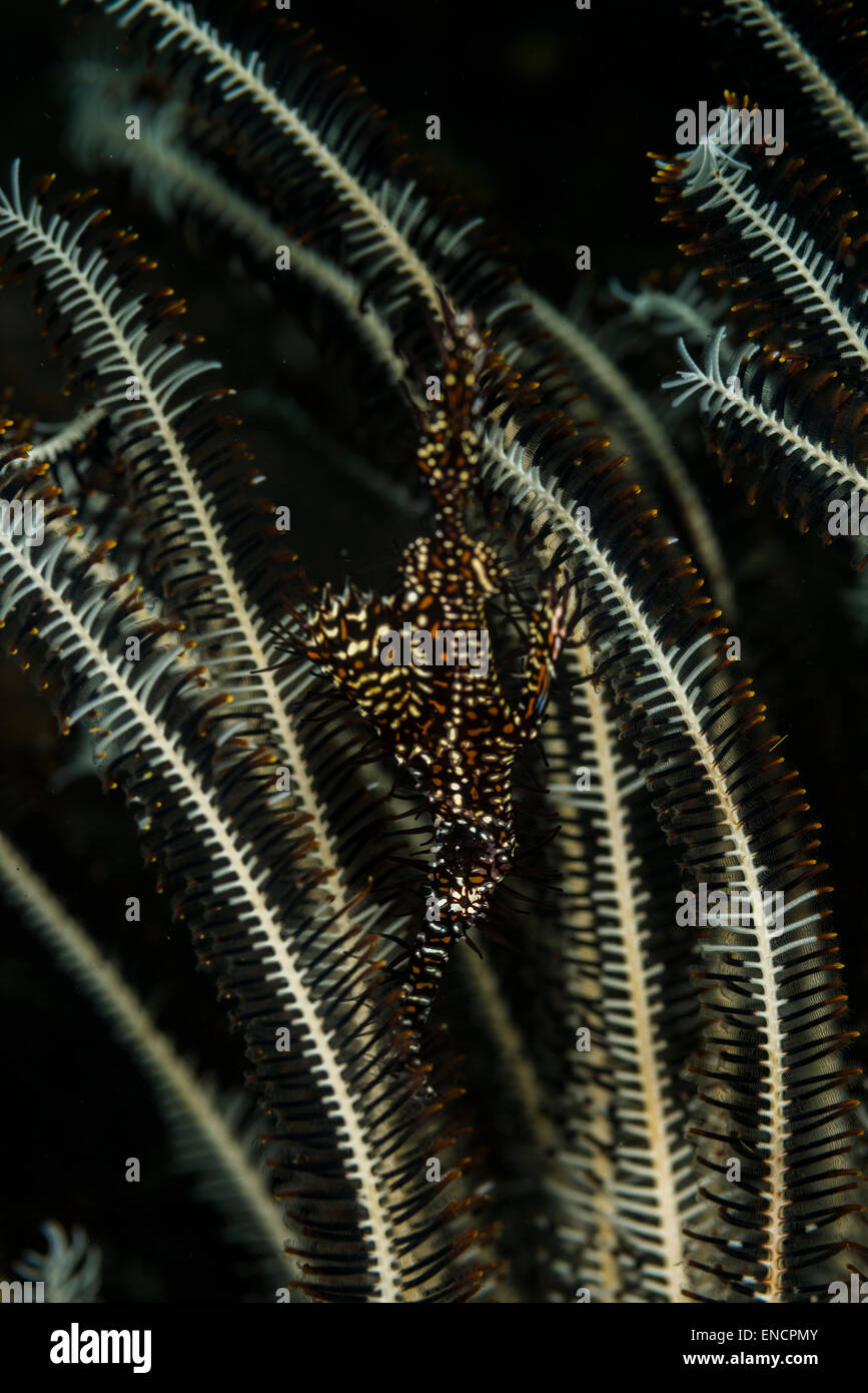 Ornate ghostpipefish near a feather star Stock Photo - Alamy