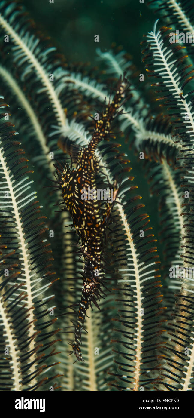 Ornate ghostpipefish near a feather star Stock Photo - Alamy
