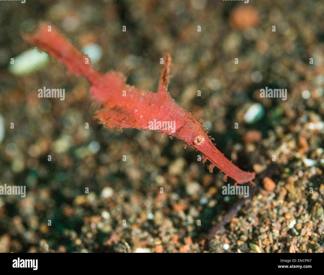 Red sea pipefish hi-res stock photography and images - Alamy