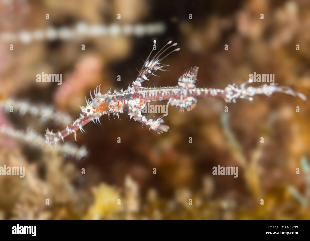Ornate ghost pipefish floating next to a soft coral Stock Photo - Alamy