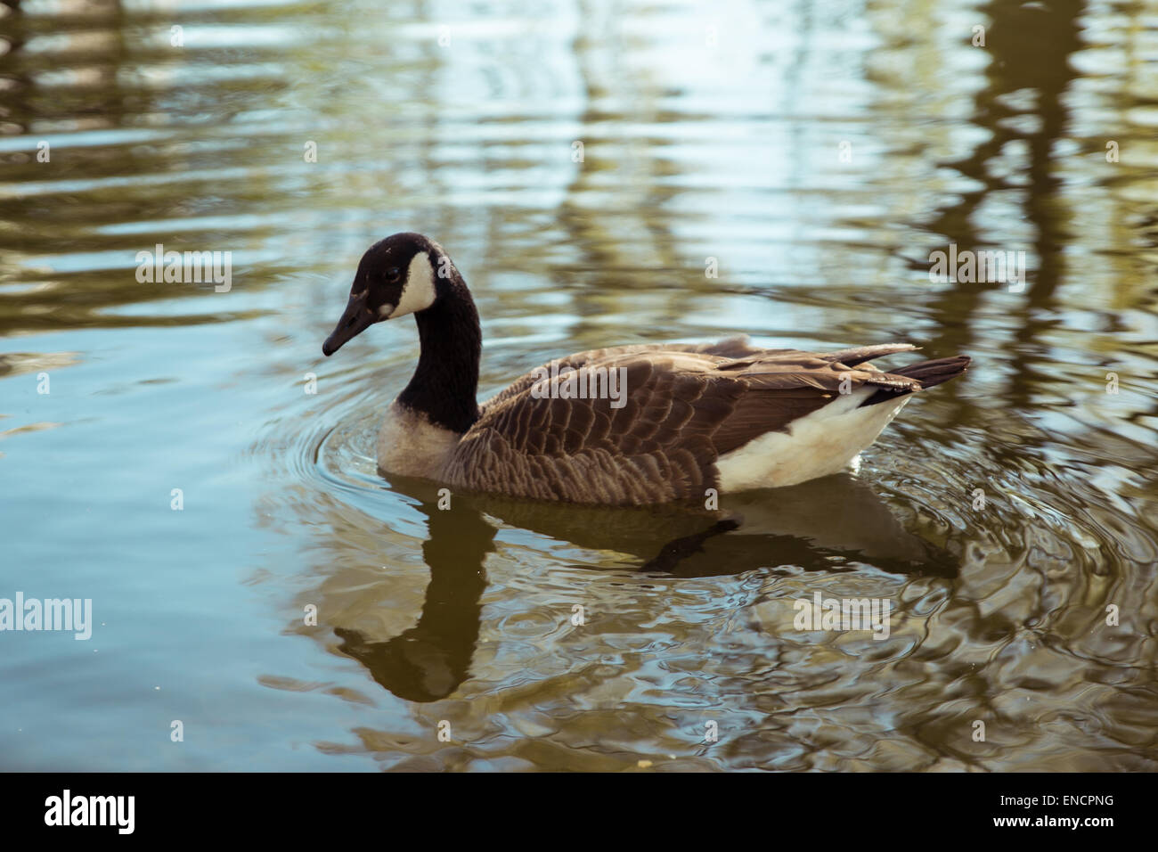 A goose out for a swim Stock Photo - Alamy