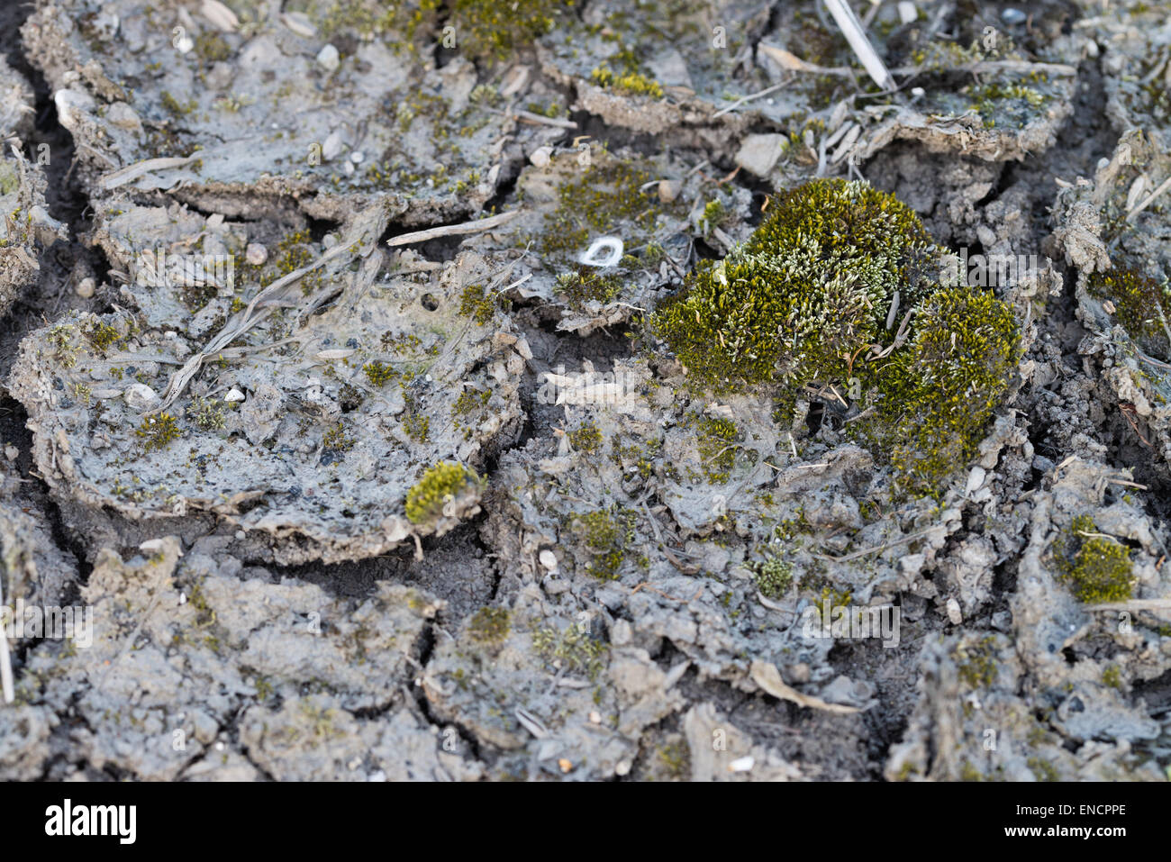 Cracked mud hi-res stock photography and images - Alamy
