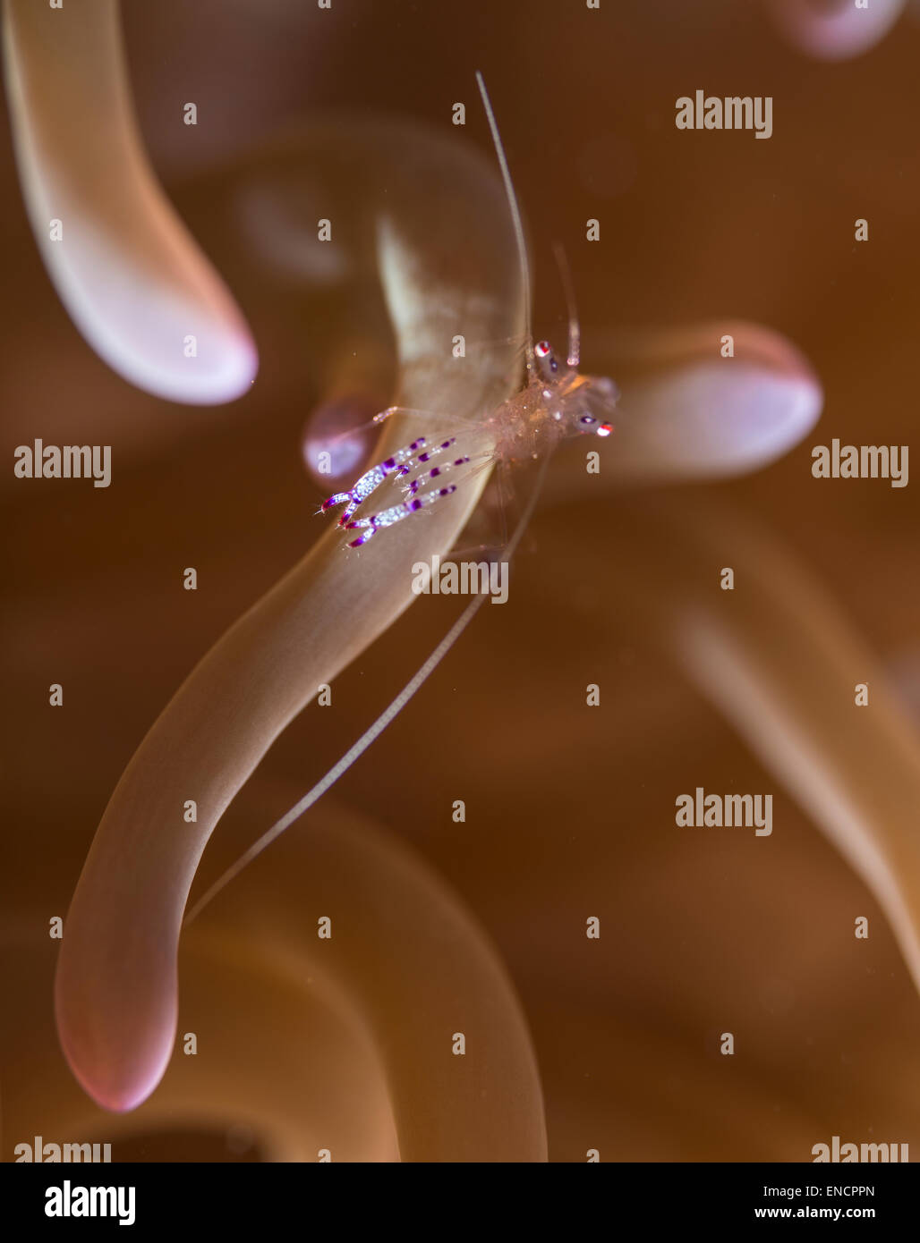 Glass anemone shrimp hi-res stock photography and images - Alamy