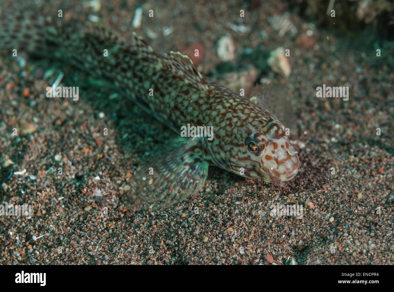 Transparent goby hi-res stock photography and images - Alamy