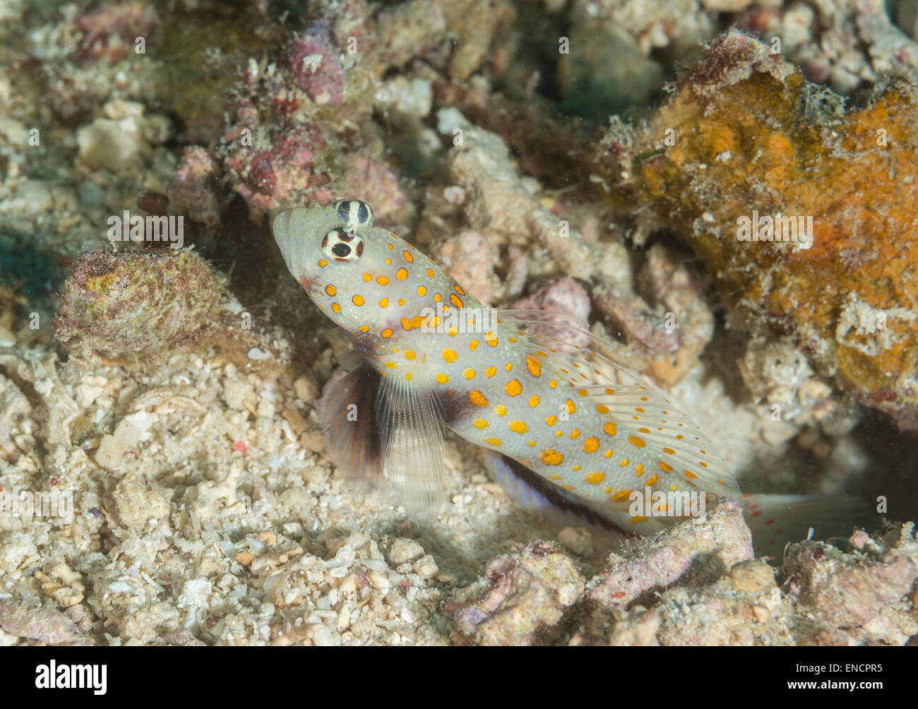 Orange spotted goby outside its hole Stock Photo - Alamy