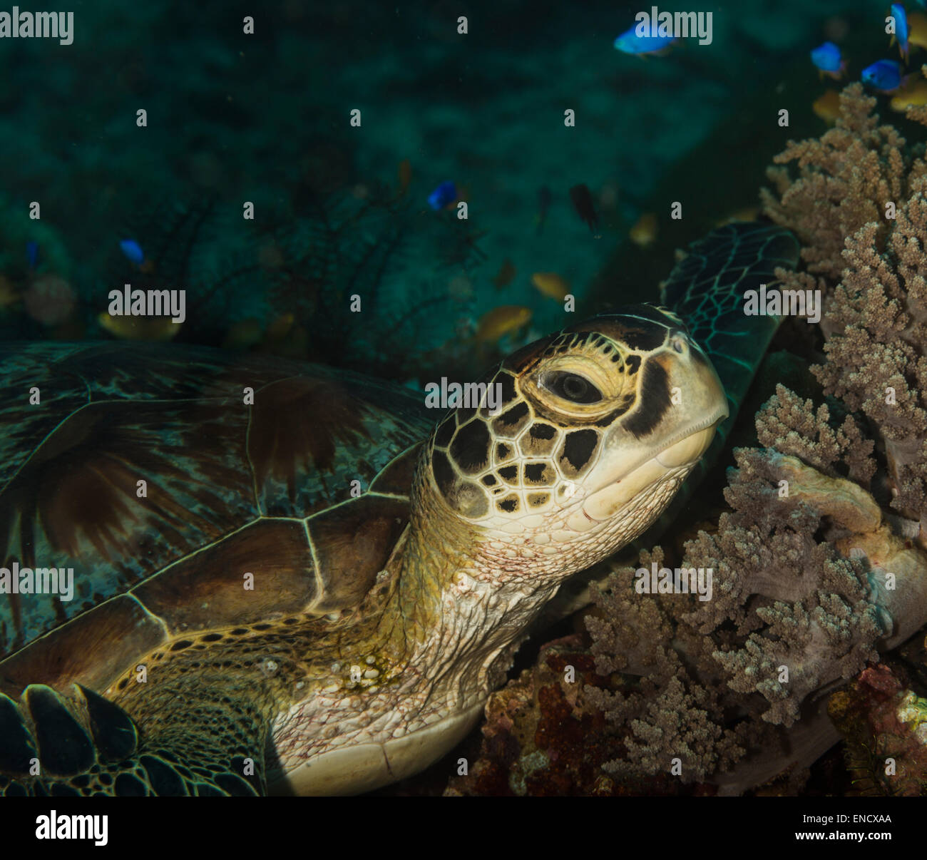 Hawksbill turtle on a coral bush Stock Photo - Alamy