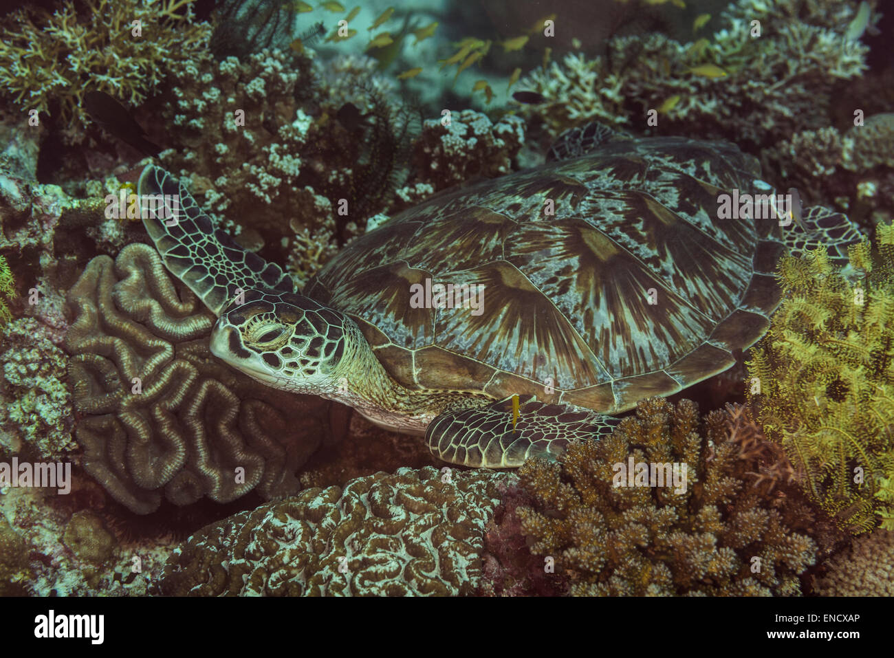 Green sea turtle chilling on the corals Stock Photo - Alamy