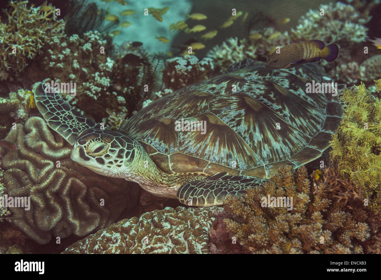 Green sea turtle chilling on the corals Stock Photo - Alamy