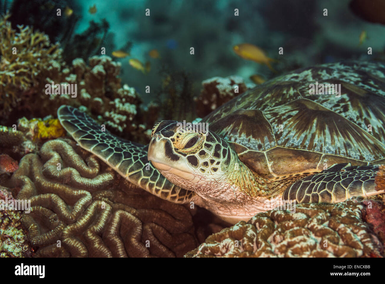 Turtle chilling hi-res stock photography and images - Alamy