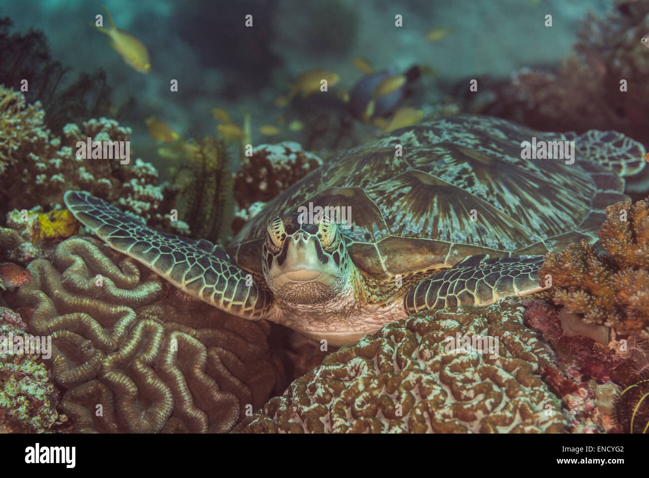 Green sea turtle chilling on the corals Stock Photo - Alamy