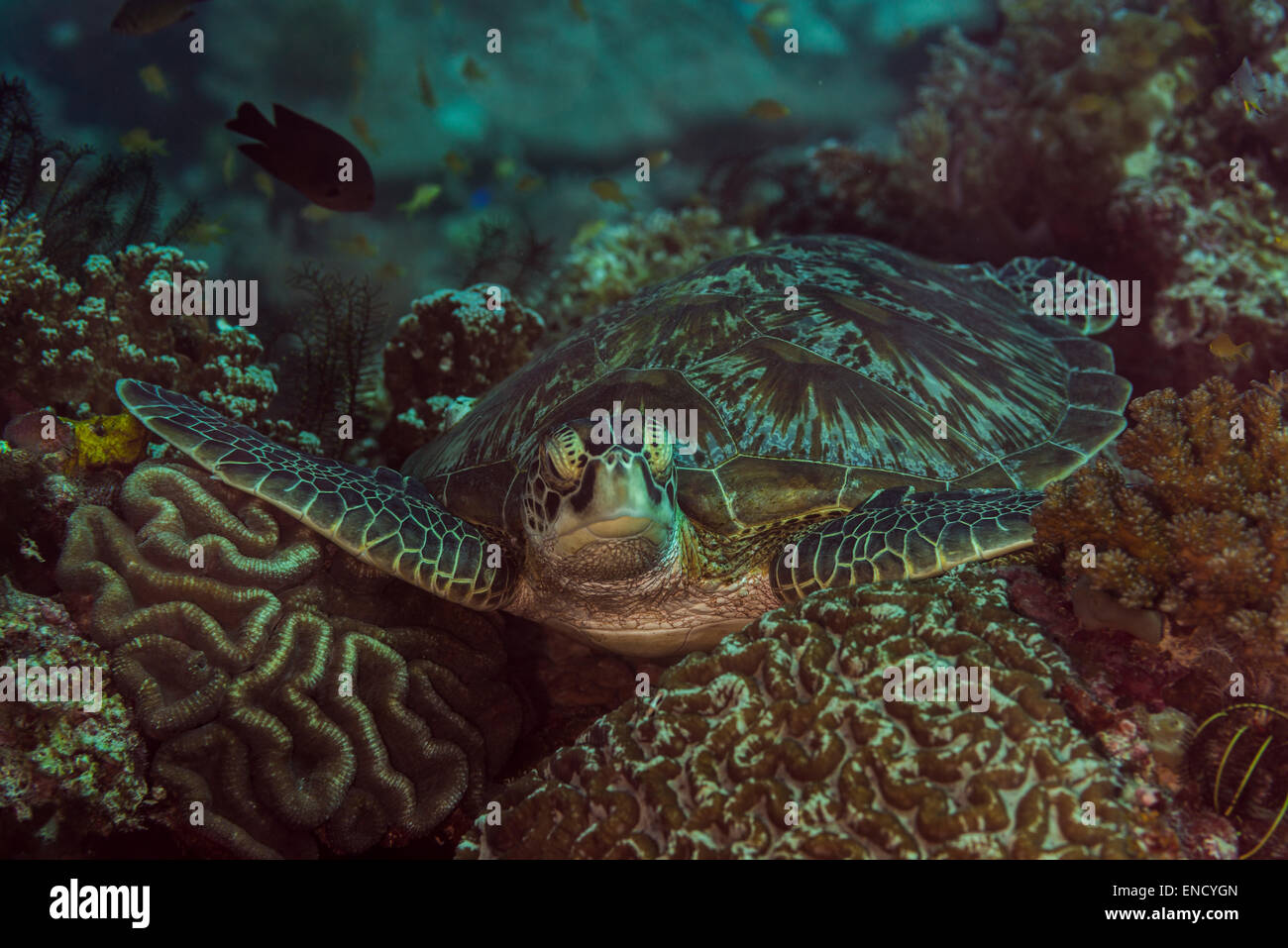 Turtle chilling hi-res stock photography and images - Alamy