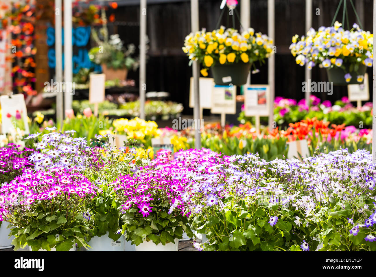 Plants on Spring sale in local garden ccenter Stock Photo - Alamy