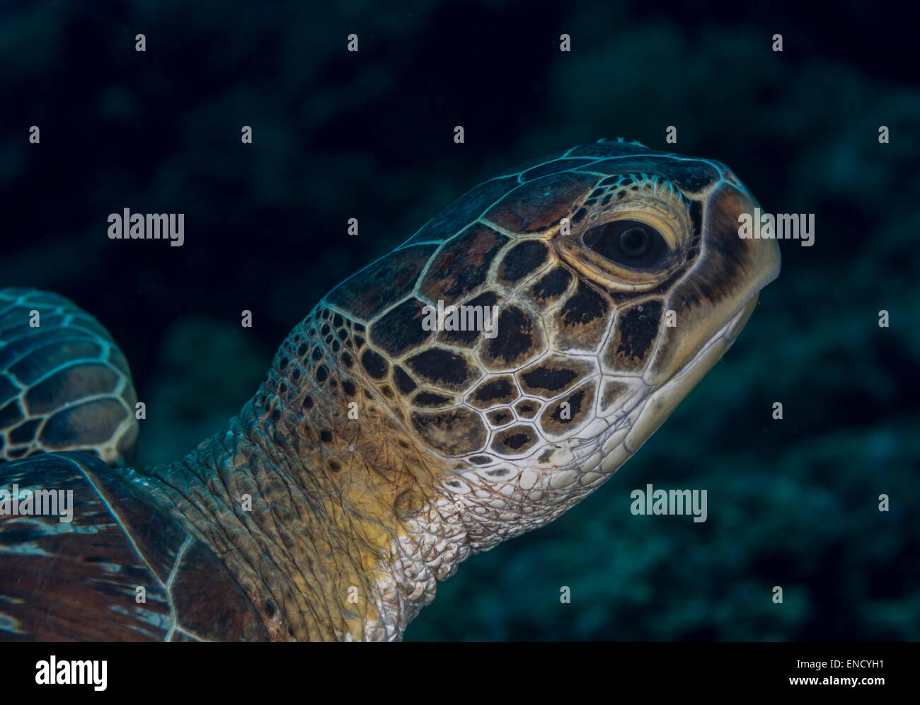 Juvenile green turtle hi-res stock photography and images - Alamy
