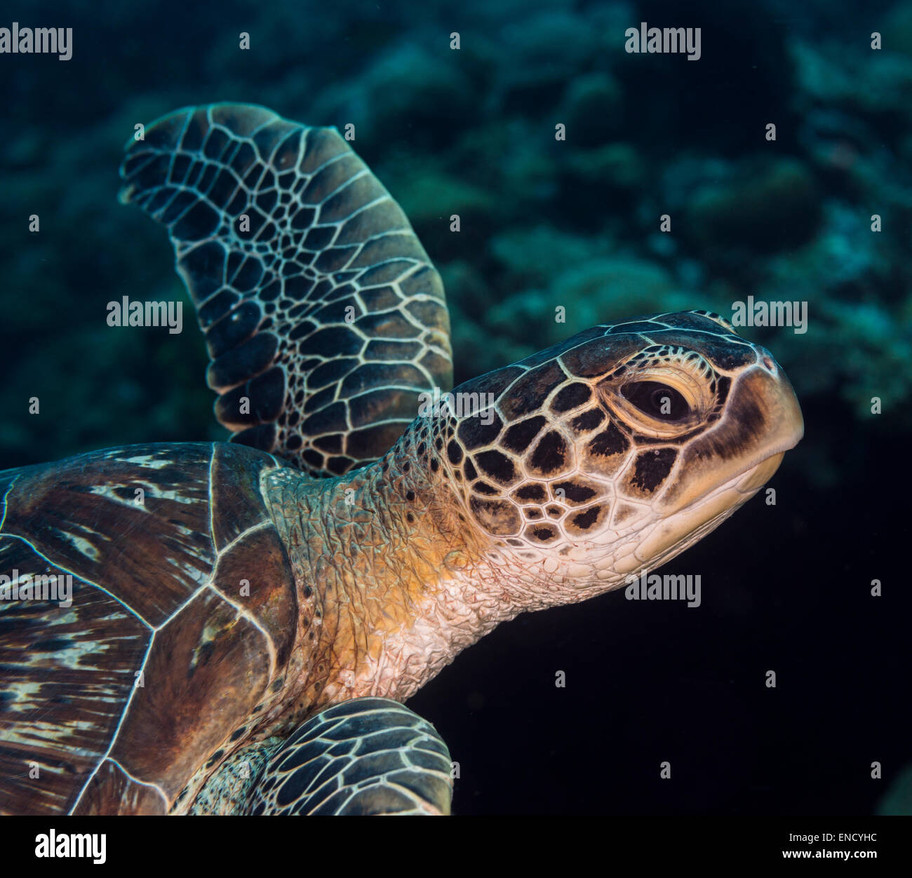 Portrait of a green turtle Stock Photo - Alamy