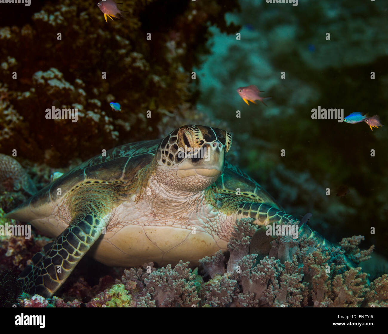 Green sea turtle chilling on the sea floor Stock Photo - Alamy