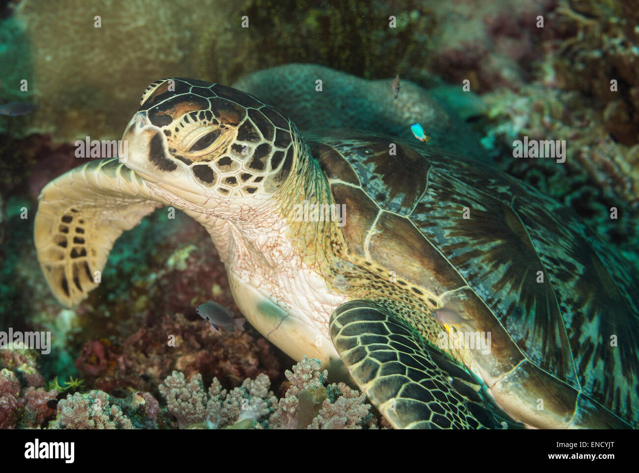 Green sea turtle chilling on the sea floor Stock Photo - Alamy