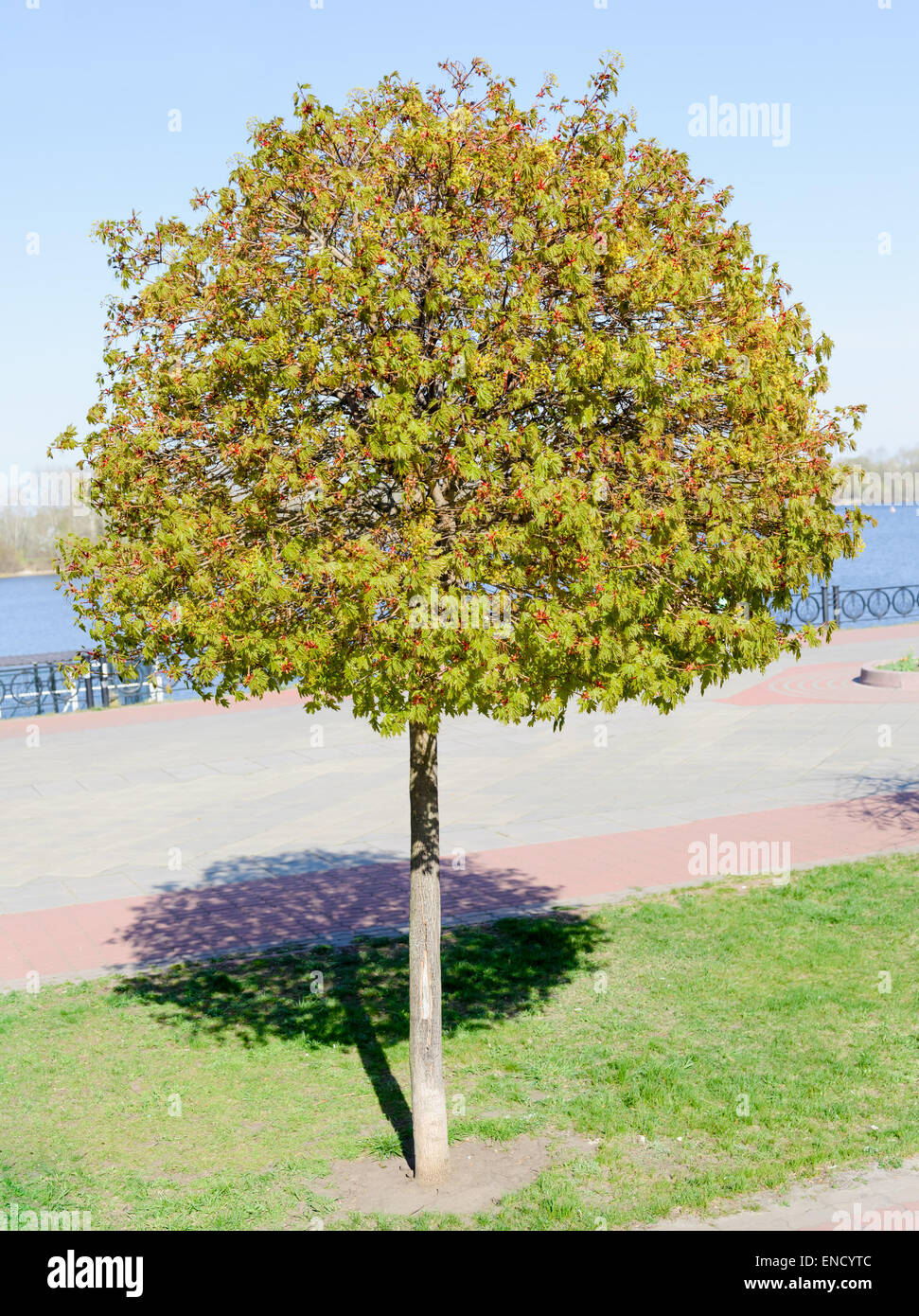 A young Maple tree under the spring sun close to the river Stock Photo ...