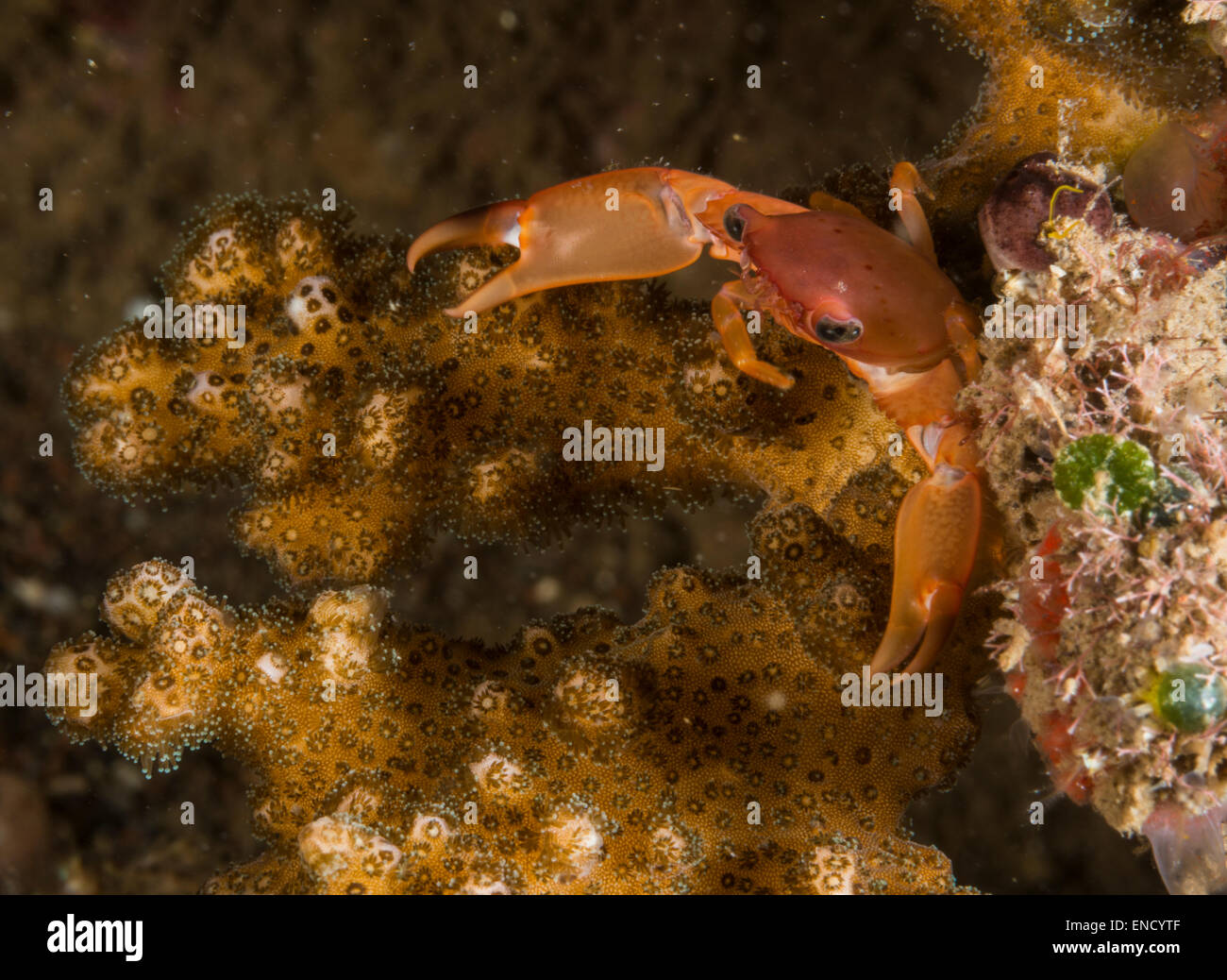 Rusty guard crab hi-res stock photography and images - Alamy