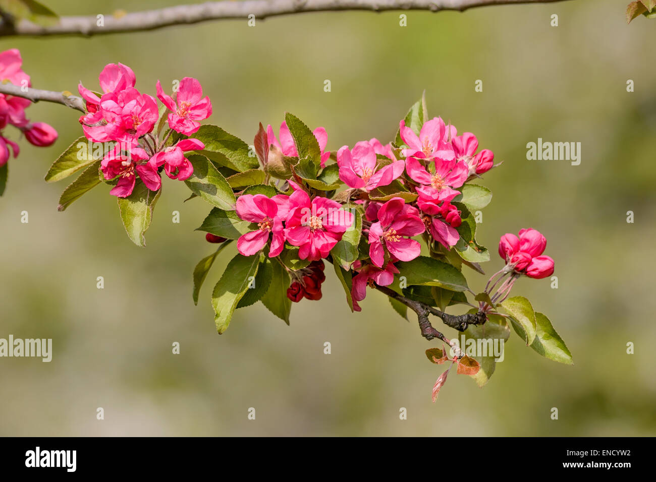 Pink paradise hi-res stock photography and images - Alamy