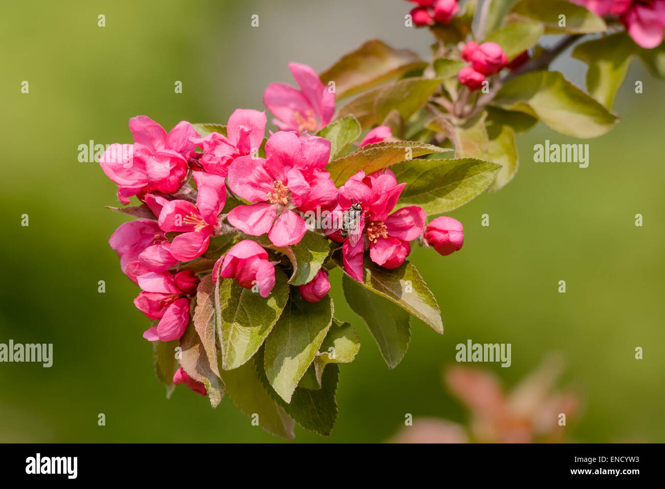 Branch paradise hi-res stock photography and images - Alamy