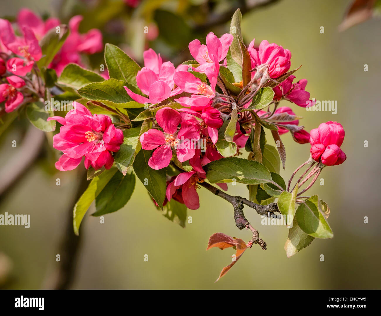 Red Paradise Apple flowers under the warm spring sun Stock Photo - Alamy