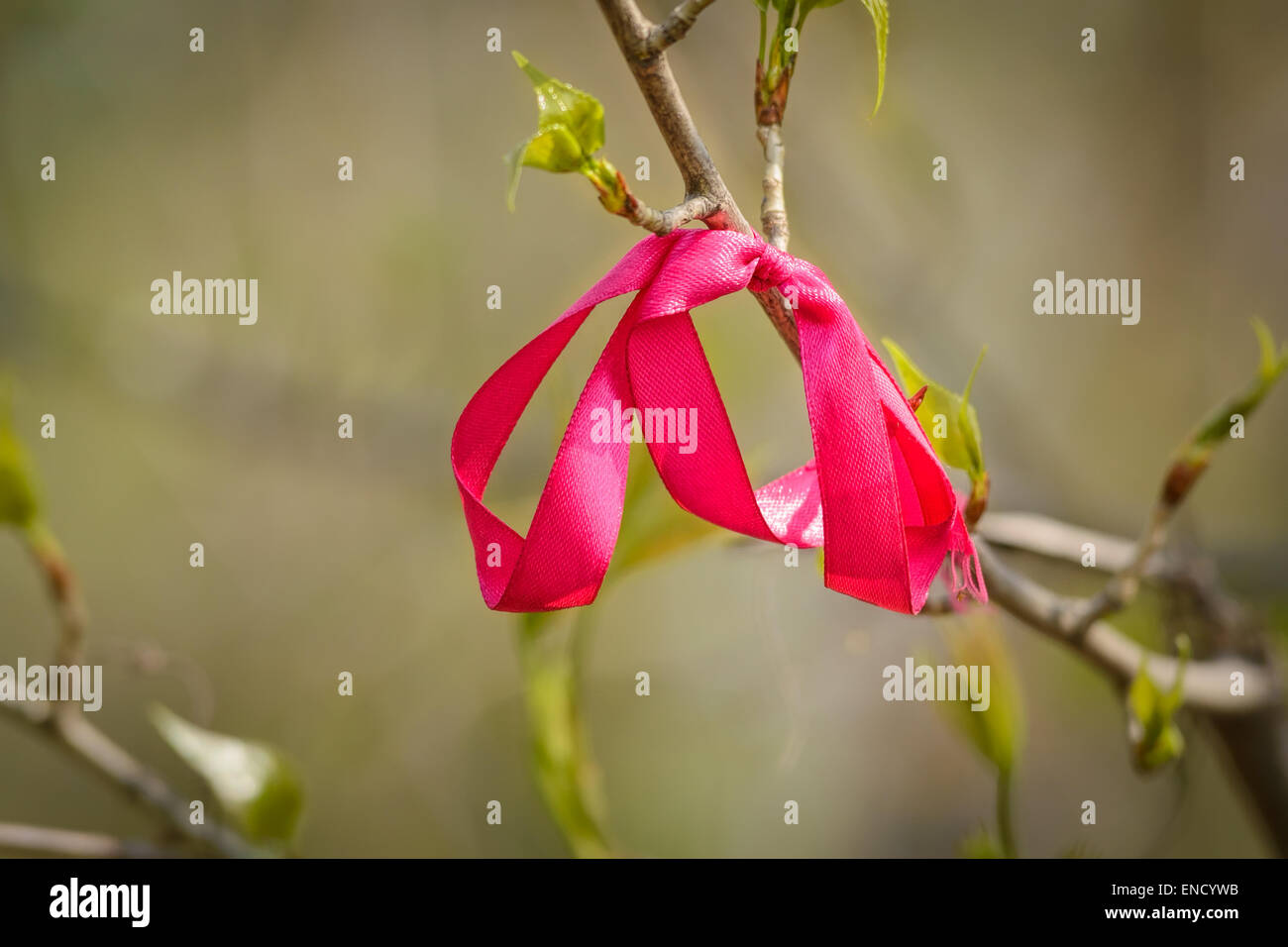 A red ribbon tied on a tree branch Stock Photo - Alamy