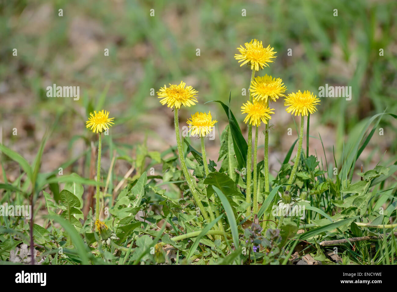 A group of yellow dandelion flowers in the meadow Stock Photo - Alamy
