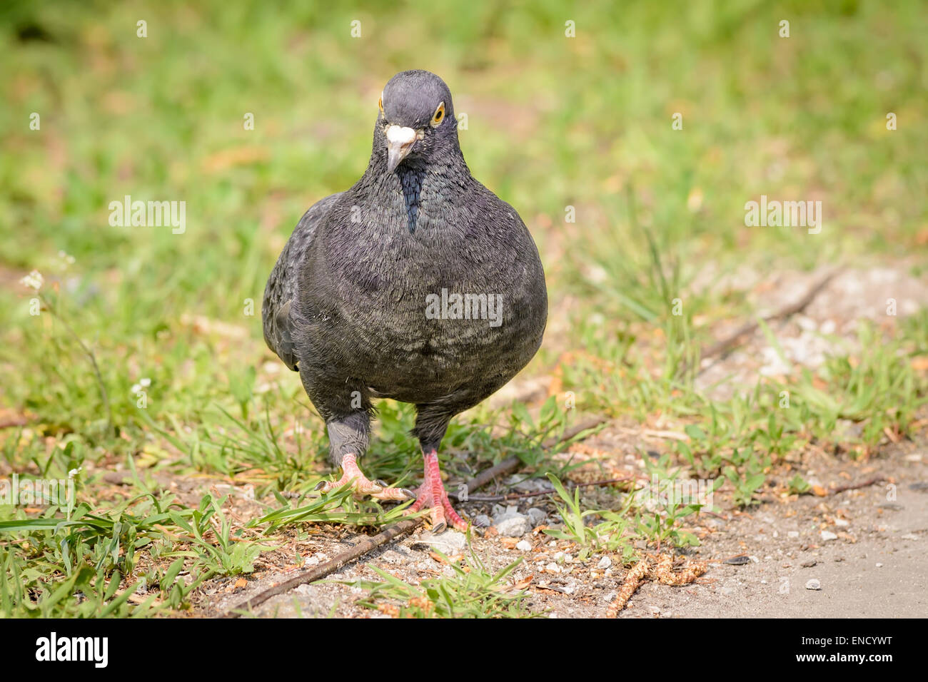 Pigeon on green background color hi-res stock photography and images ...