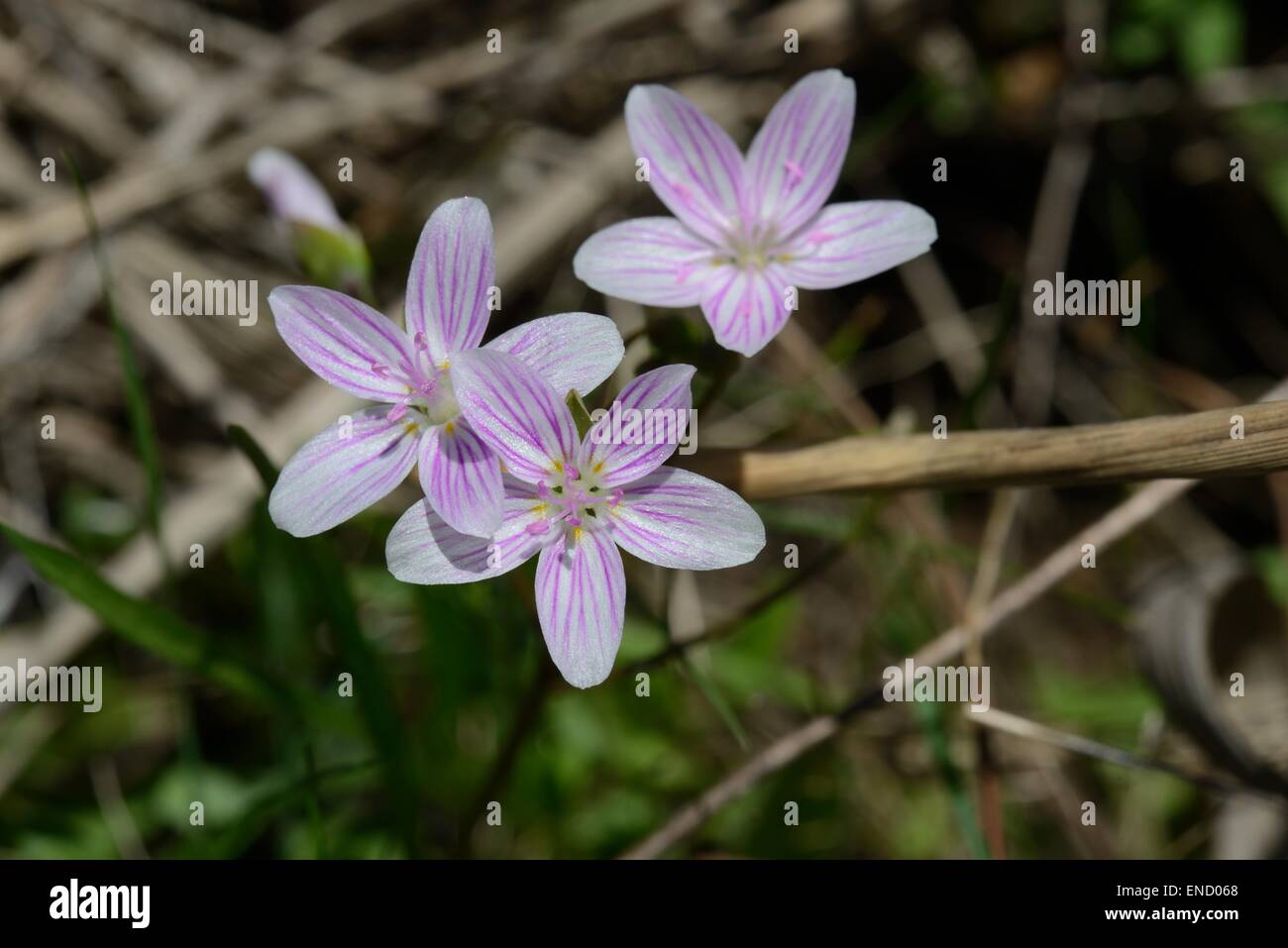 Spring beauty wildflower claytonia virginica hi-res stock photography ...