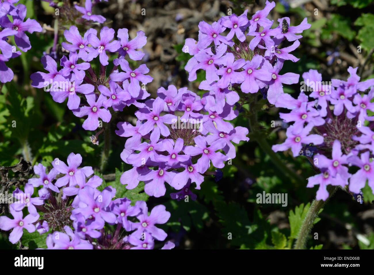 Verbena bipinnatifida hi-res stock photography and images - Alamy