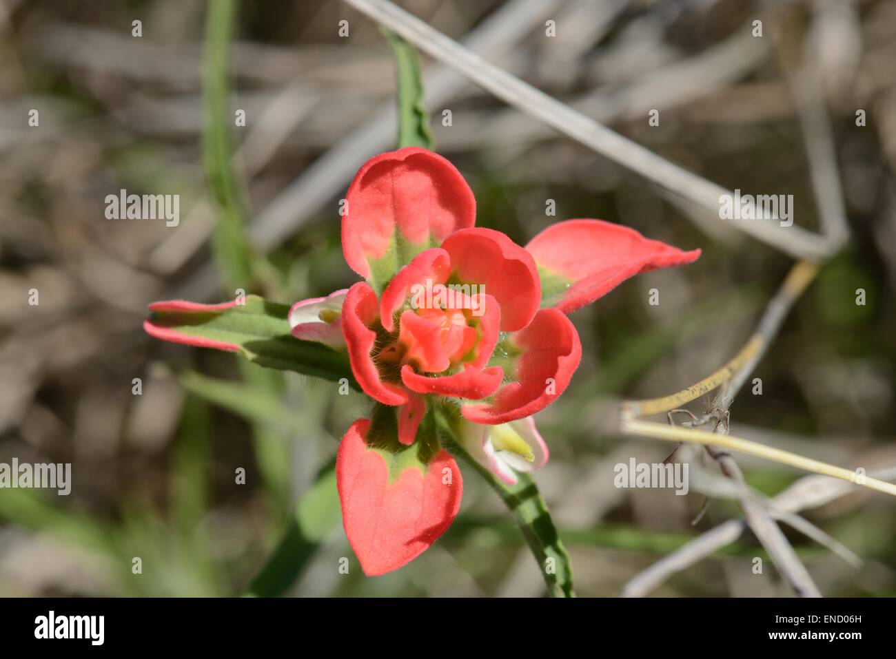 Scarlet indian paintbrush hi-res stock photography and images - Alamy