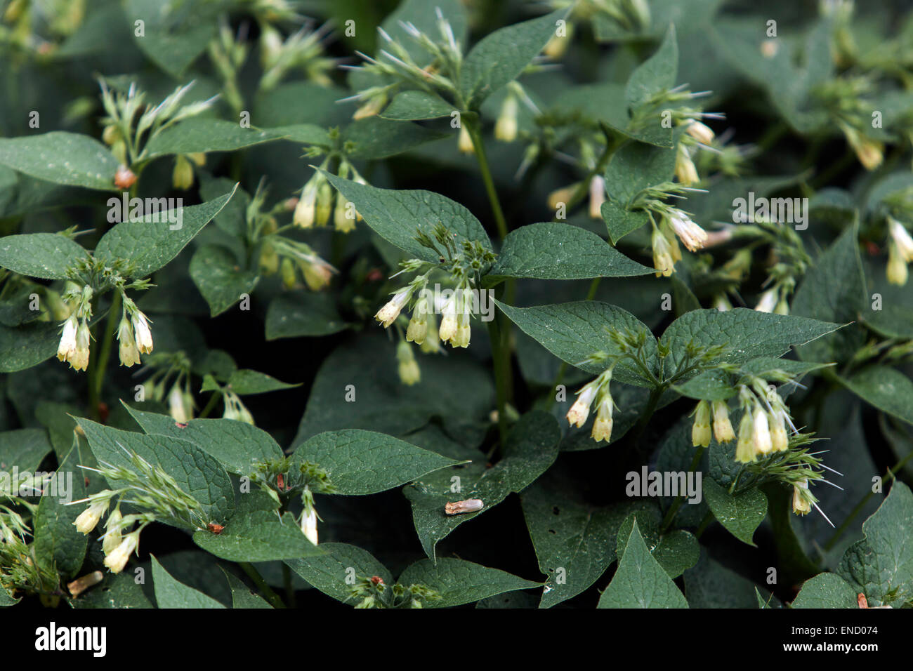 Tuberous Comfrey Symphytum tuberosum Stock Photo - Alamy