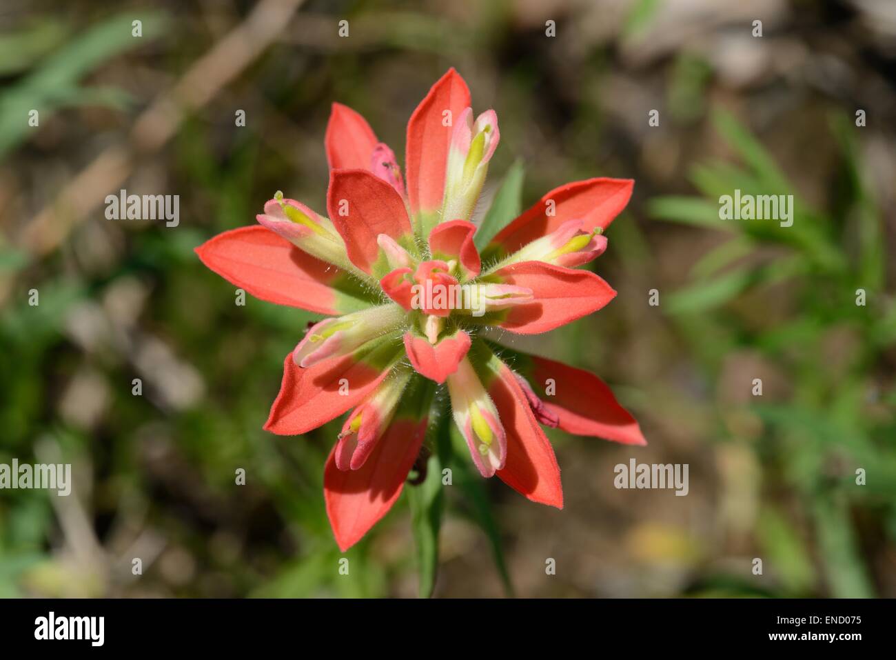 Scarlet indian paintbrush hi-res stock photography and images - Alamy