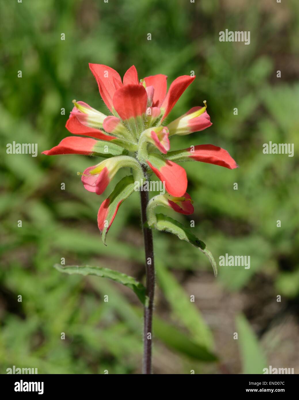 Scarlet indian paintbrush hi-res stock photography and images - Alamy