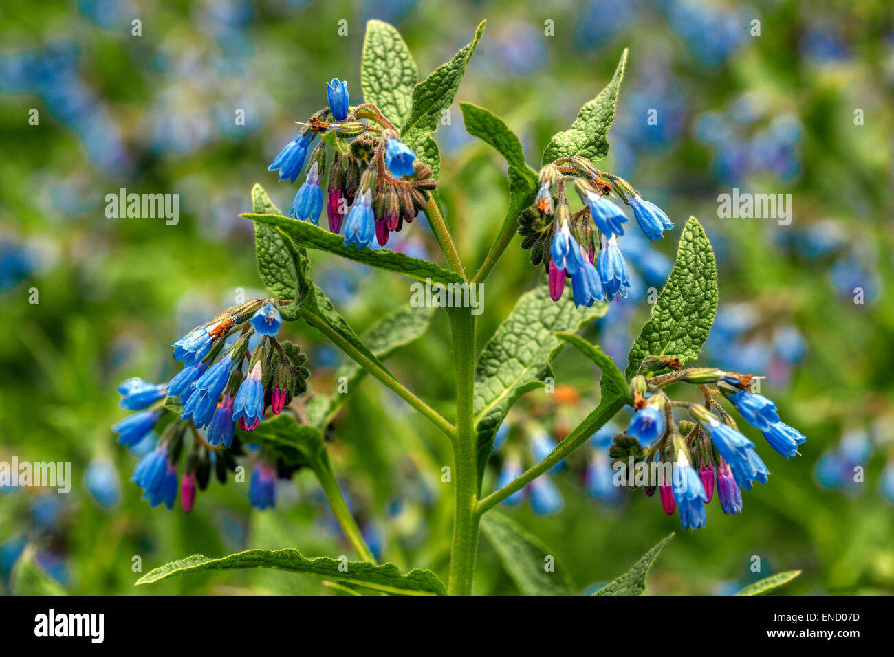Symphytum caucasicum, Beinwell, Blue Comfrey, Caucasian Comfrey Stock ...
