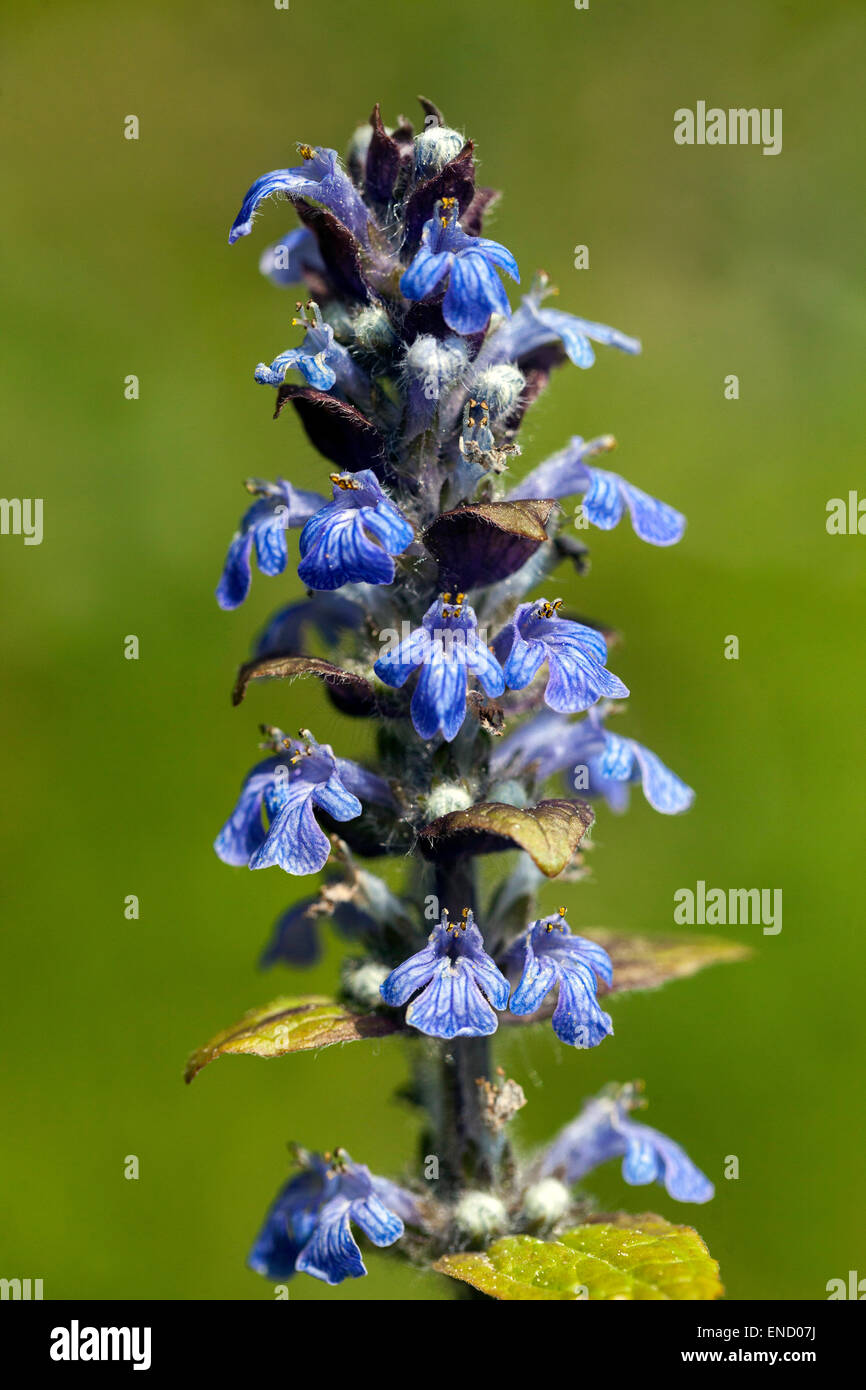Ajuga reptans High Resolution Stock Photography and Images - Alamy