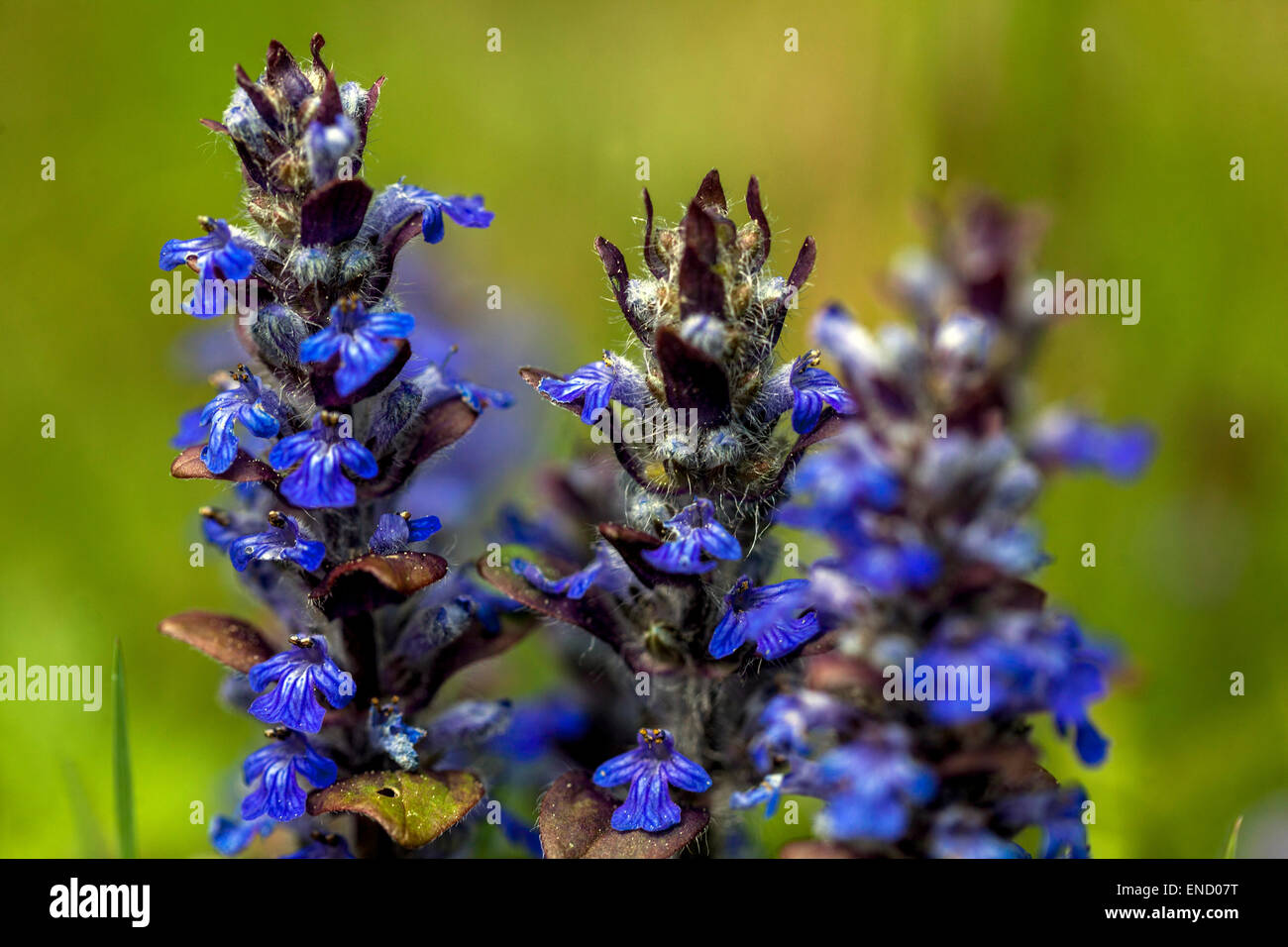Ajuga reptans High Resolution Stock Photography and Images - Alamy