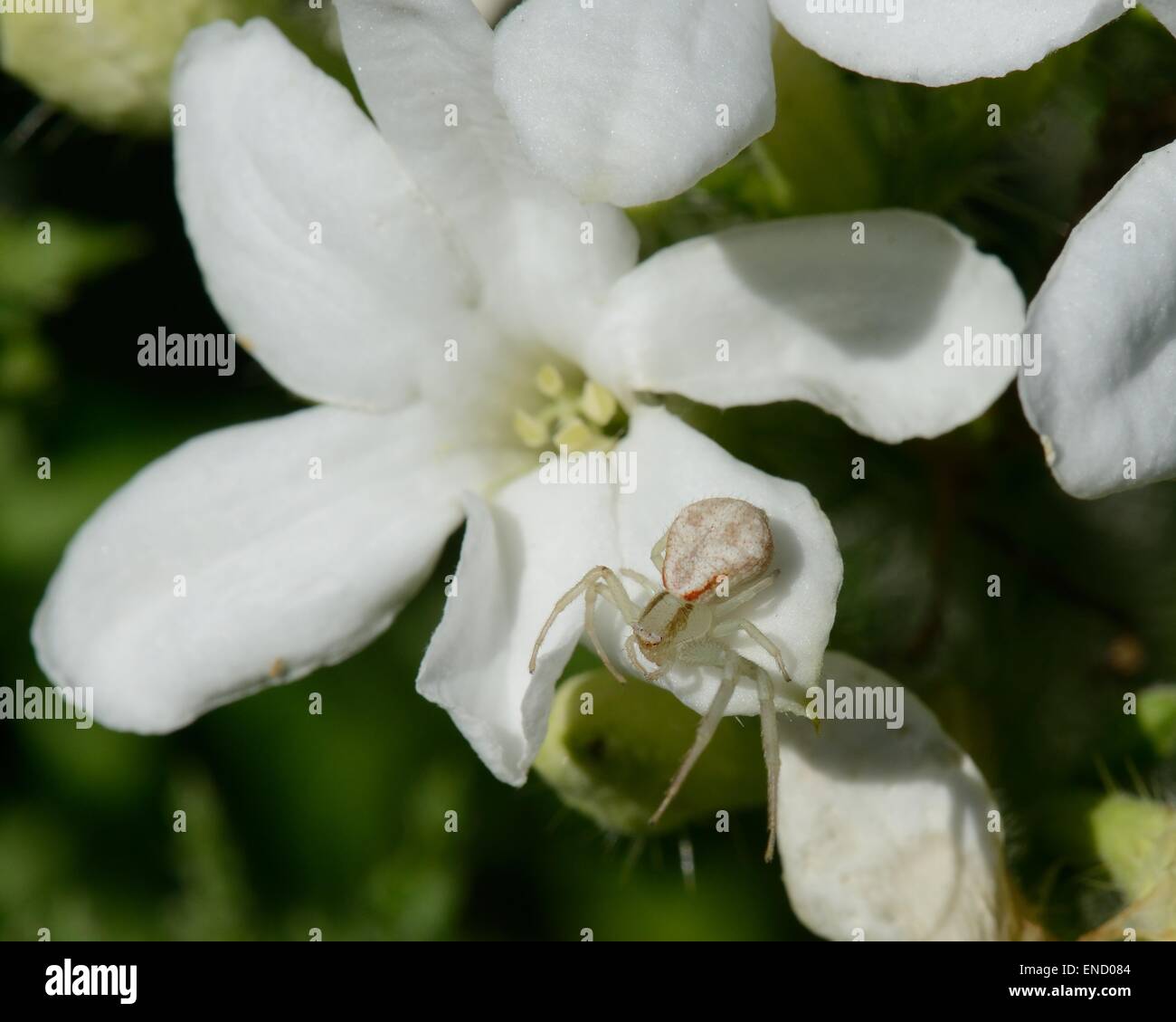 Bull crab hi-res stock photography and images - Alamy
