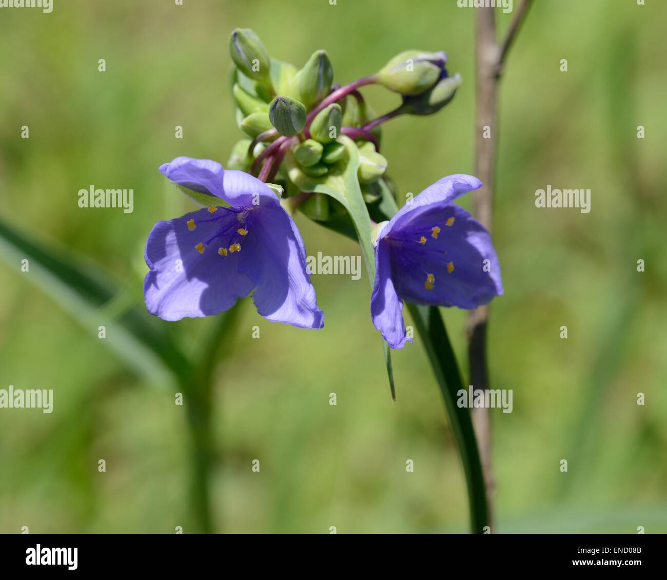 Commelinaceae tradescantia spiderwort flower hi-res stock photography ...