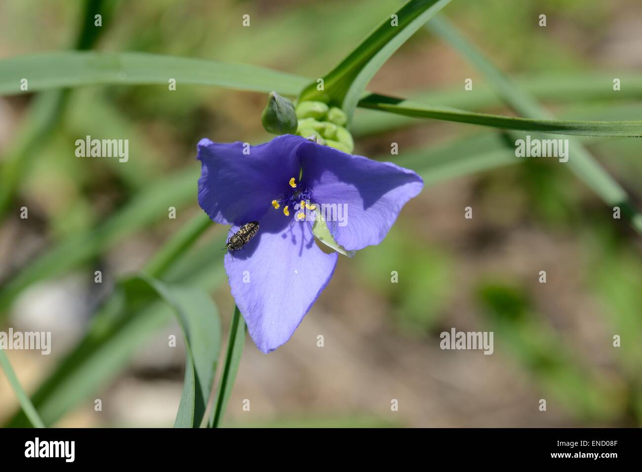 Commelinaceae hi-res stock photography and images - Alamy