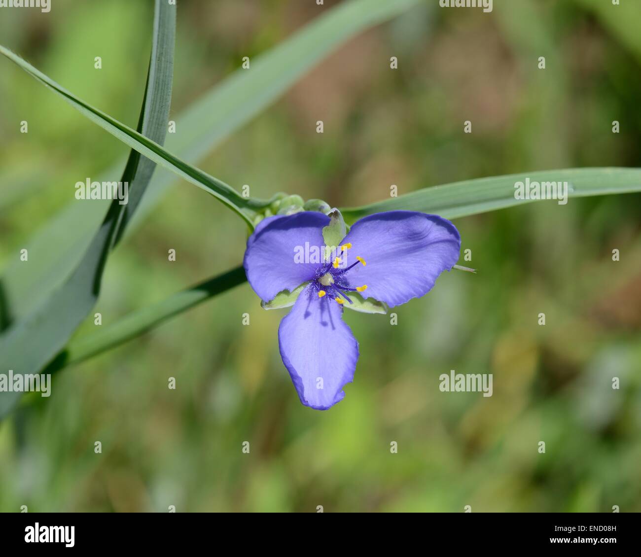 Tradescantia humilis hi-res stock photography and images - Alamy
