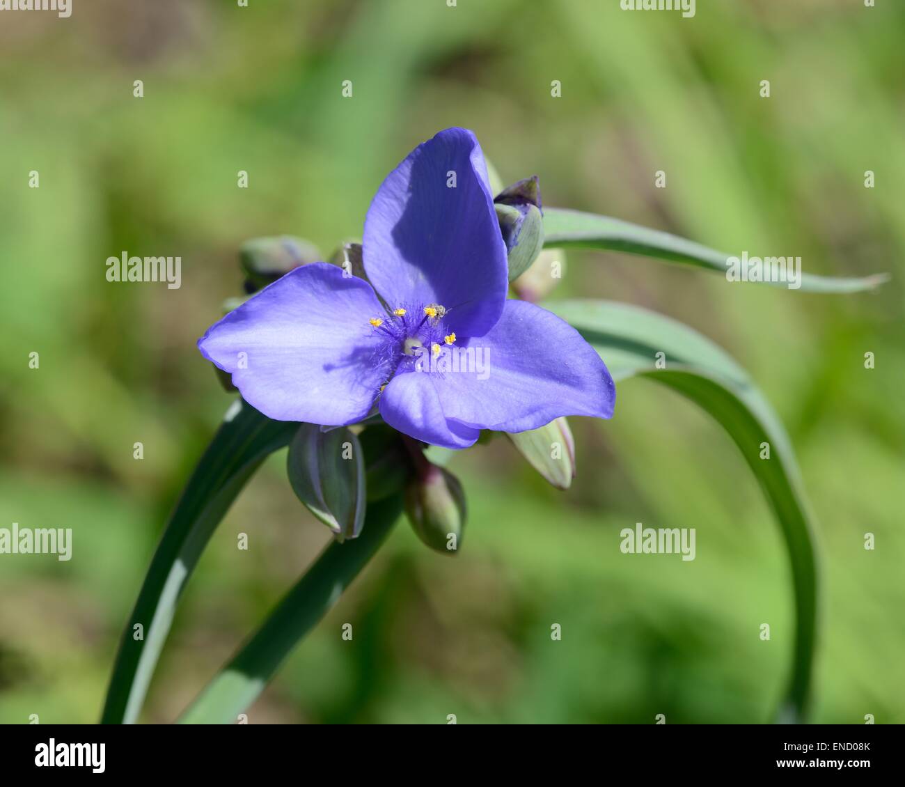 Tradescantia humilis hi-res stock photography and images - Alamy