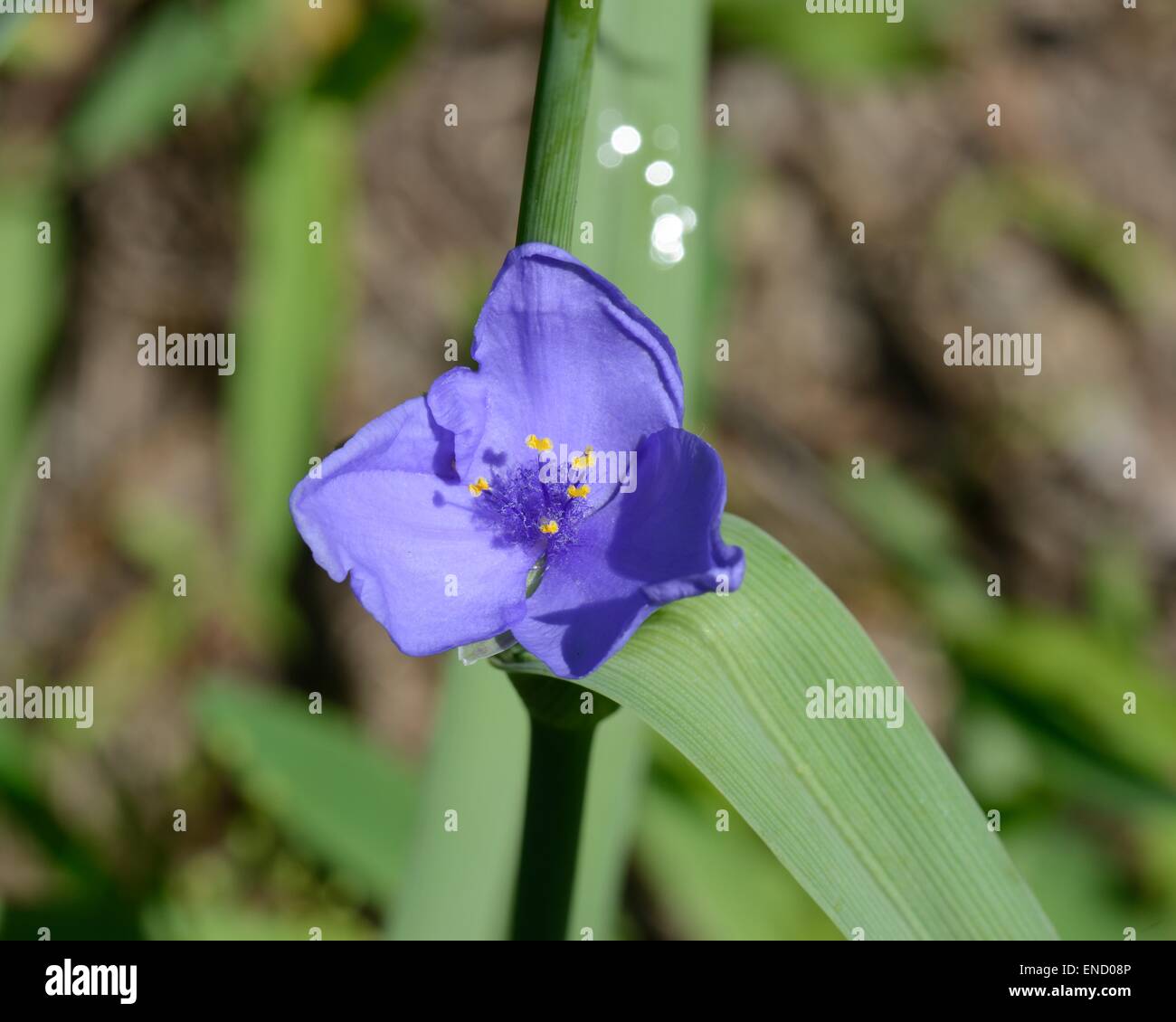 Tradescantia humilis hi-res stock photography and images - Alamy