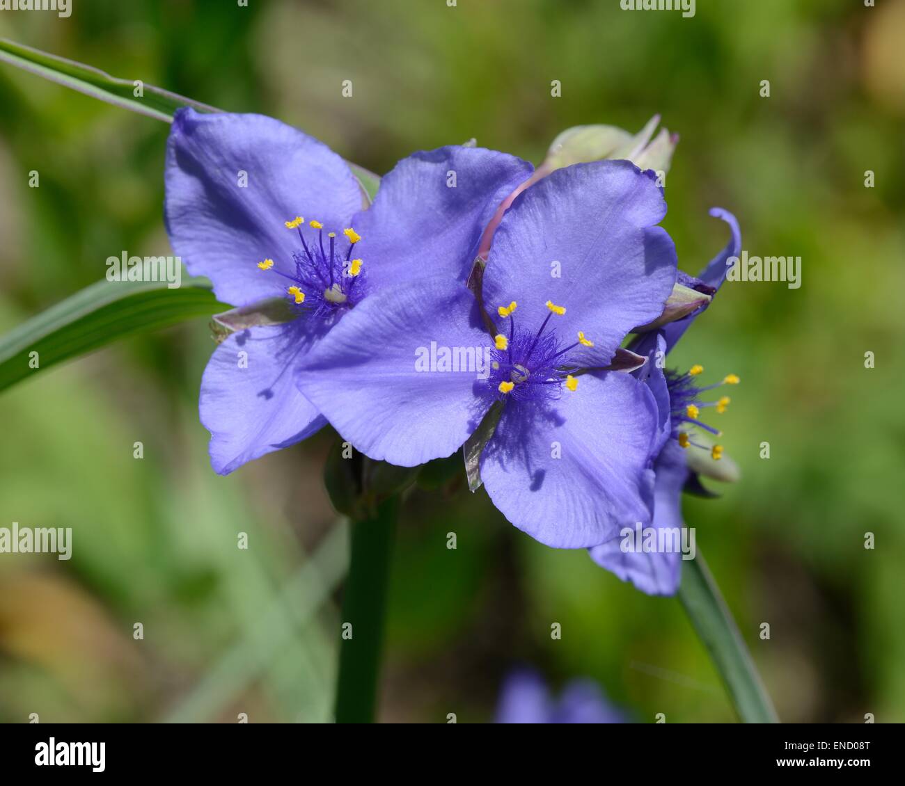 Commelinaceae hi-res stock photography and images - Alamy